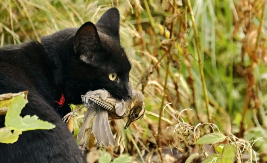 Controversial Outdoor Cat Ban Approved in Akureyri