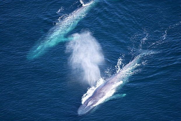 Whales of Iceland | A Complete Guide to Species, Seasons, and Sightings