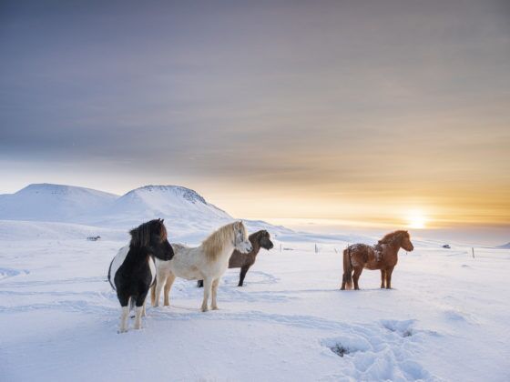 Icelandic Folklore | Myths & Creatures