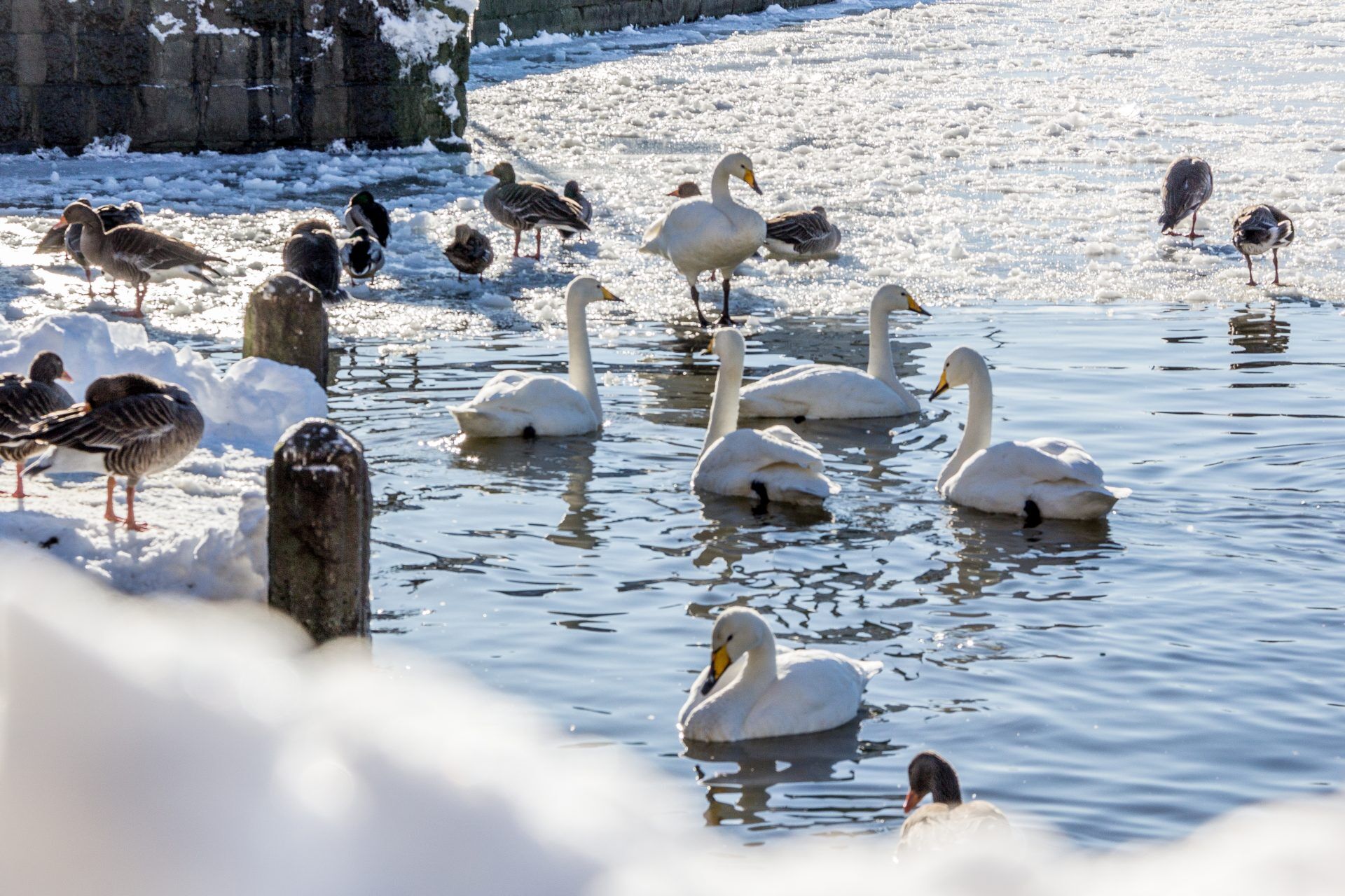 Icelandic Officials Urge Vigilance After Bird Flu Strain Detected in ...