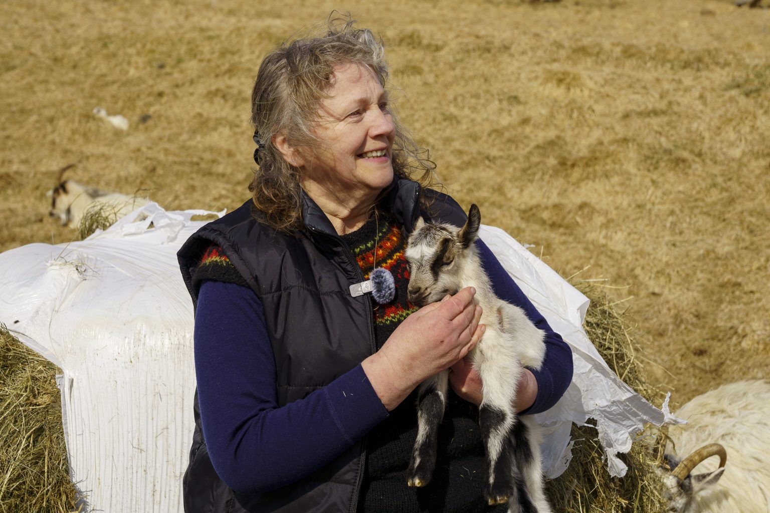 Inside Háafell Farm’s Mission to Protect Iceland’s Rarest Animals