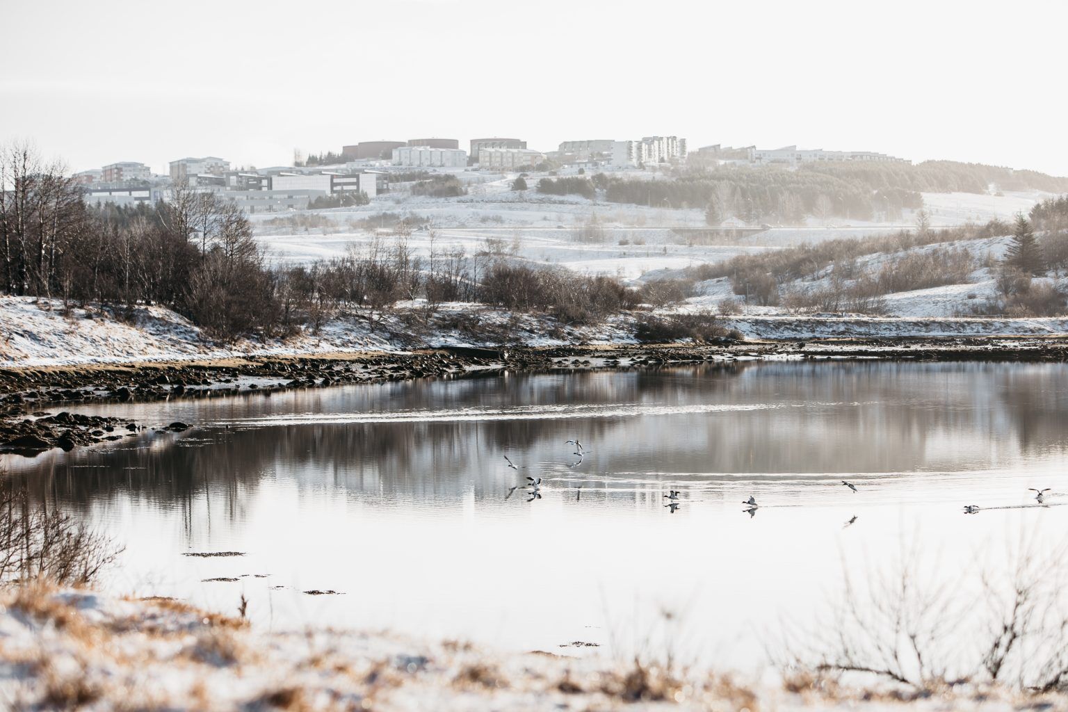 Reykjavík's Grafarvogur Area Granted Nature Reserve Status