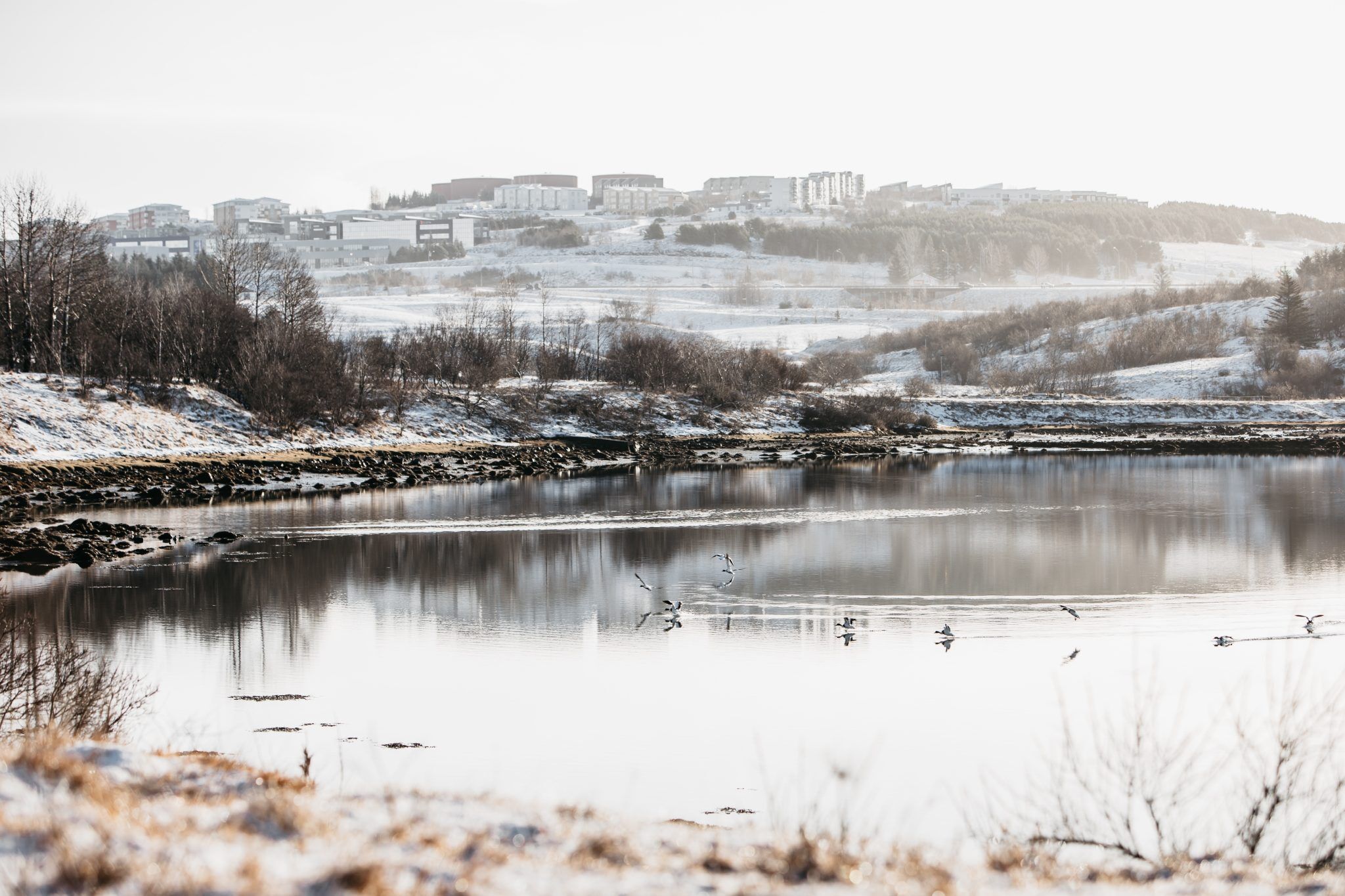 Reykjavík's Grafarvogur Area Granted Nature Reserve Status